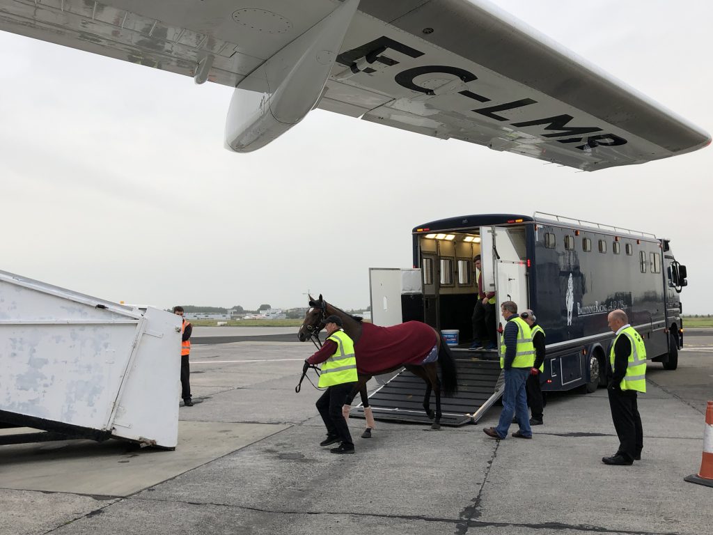 How racehorses are transported by plane. Very sensitive customers ...